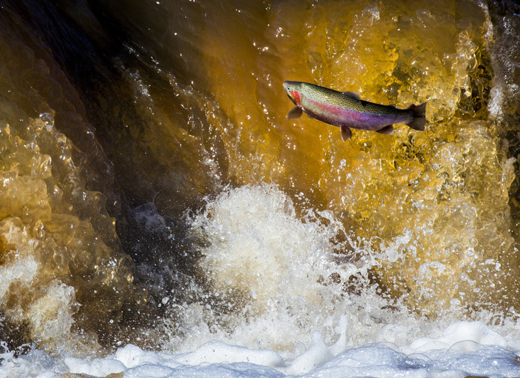 North Shore feeling its first pulse of the 2019 steelhead run