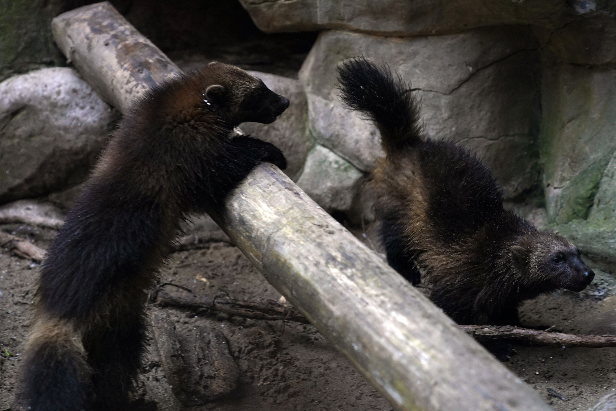 Wolverines at Minnesota Zoo give birth to rare litter
