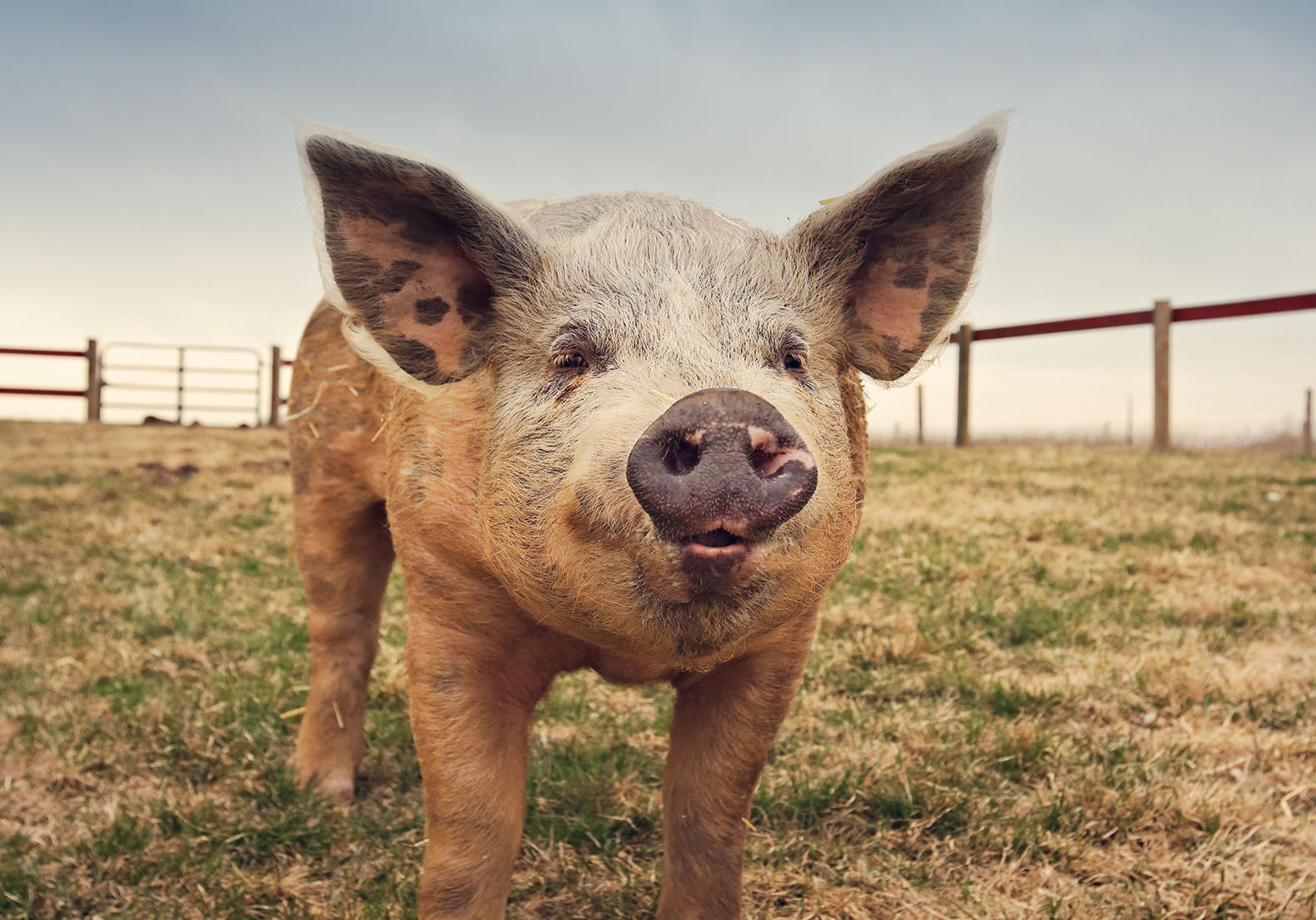 The story of Wally the Pig and his farm sanctuary