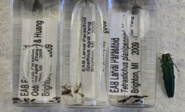 Stingless wasps are newest weapon against emerald ash borers