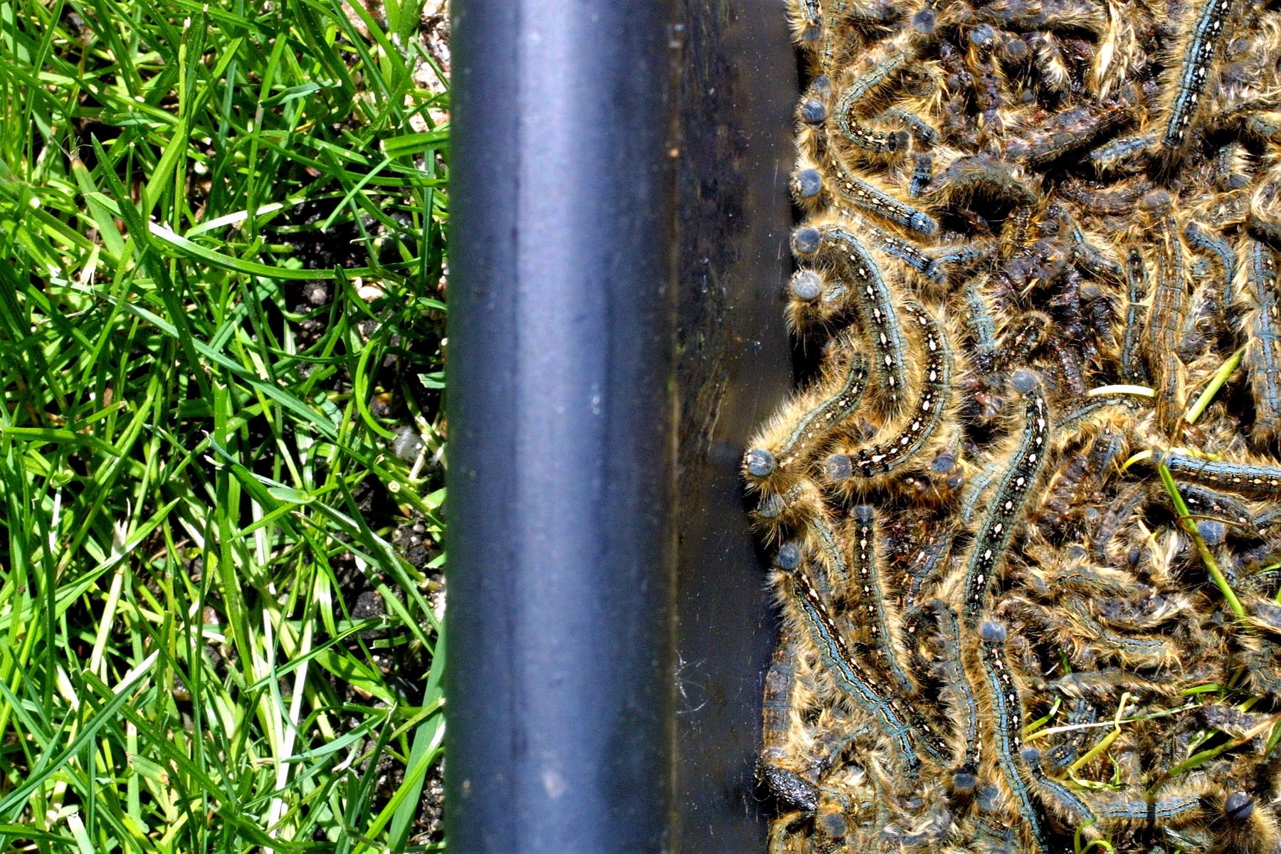 Eclipse, cicadas and ... army worms?