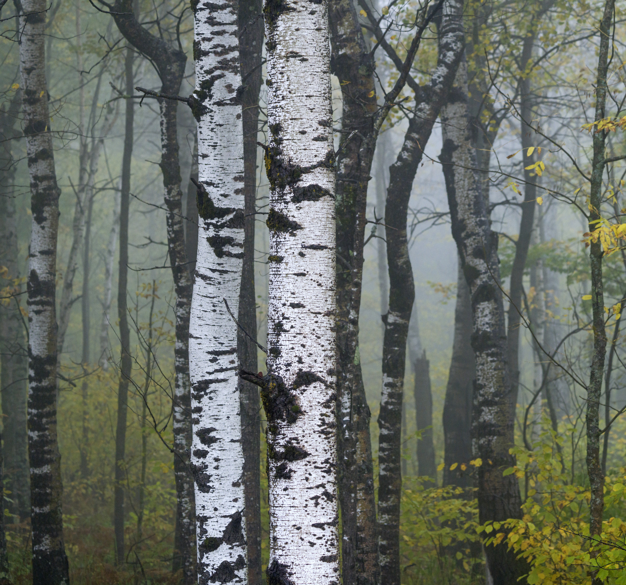 Aspen, Minnesota's dominant tree species, stands for more than autumn