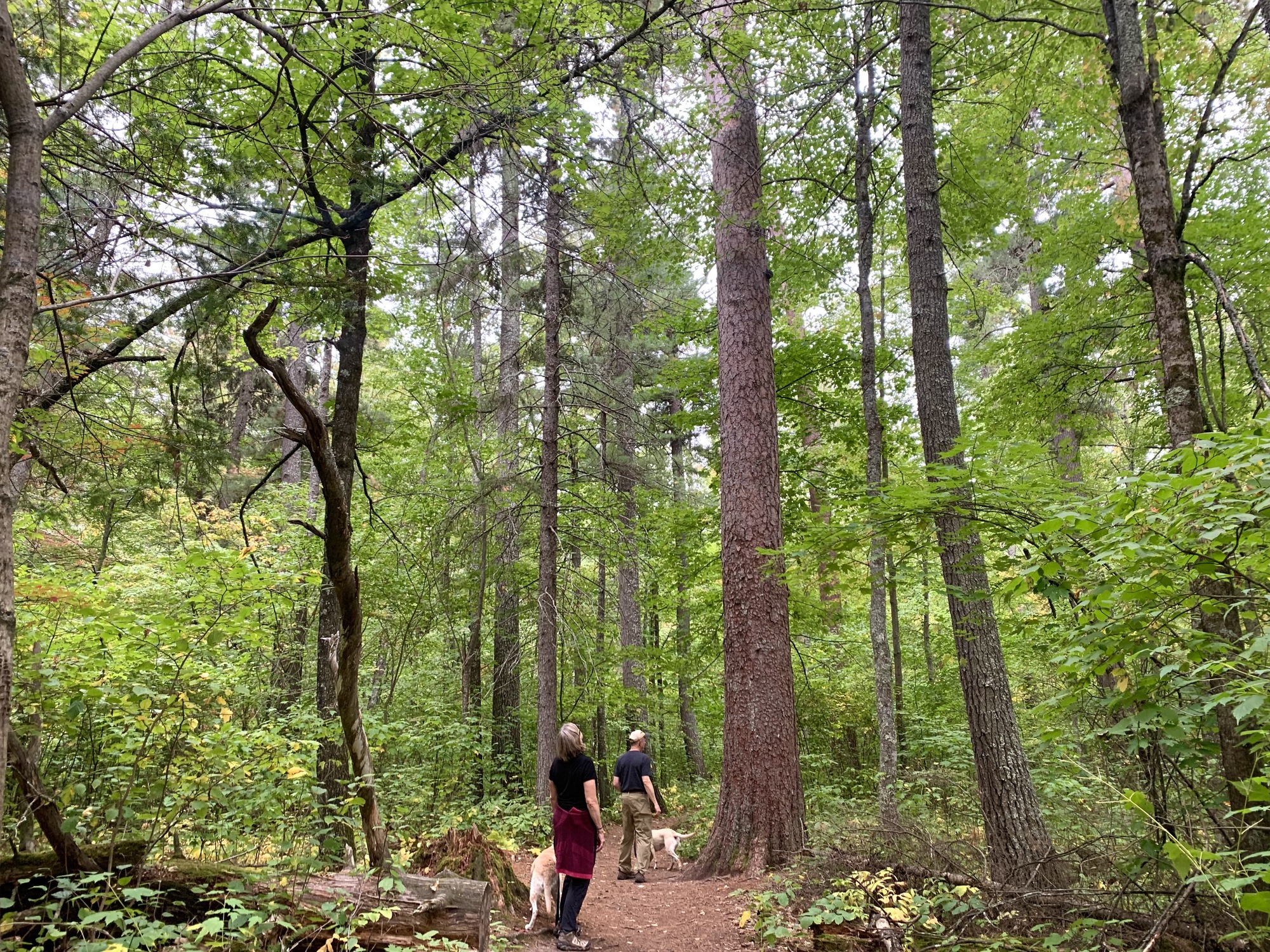 Walk among Minnesota's oldest and largest pines in this ancient forest ...