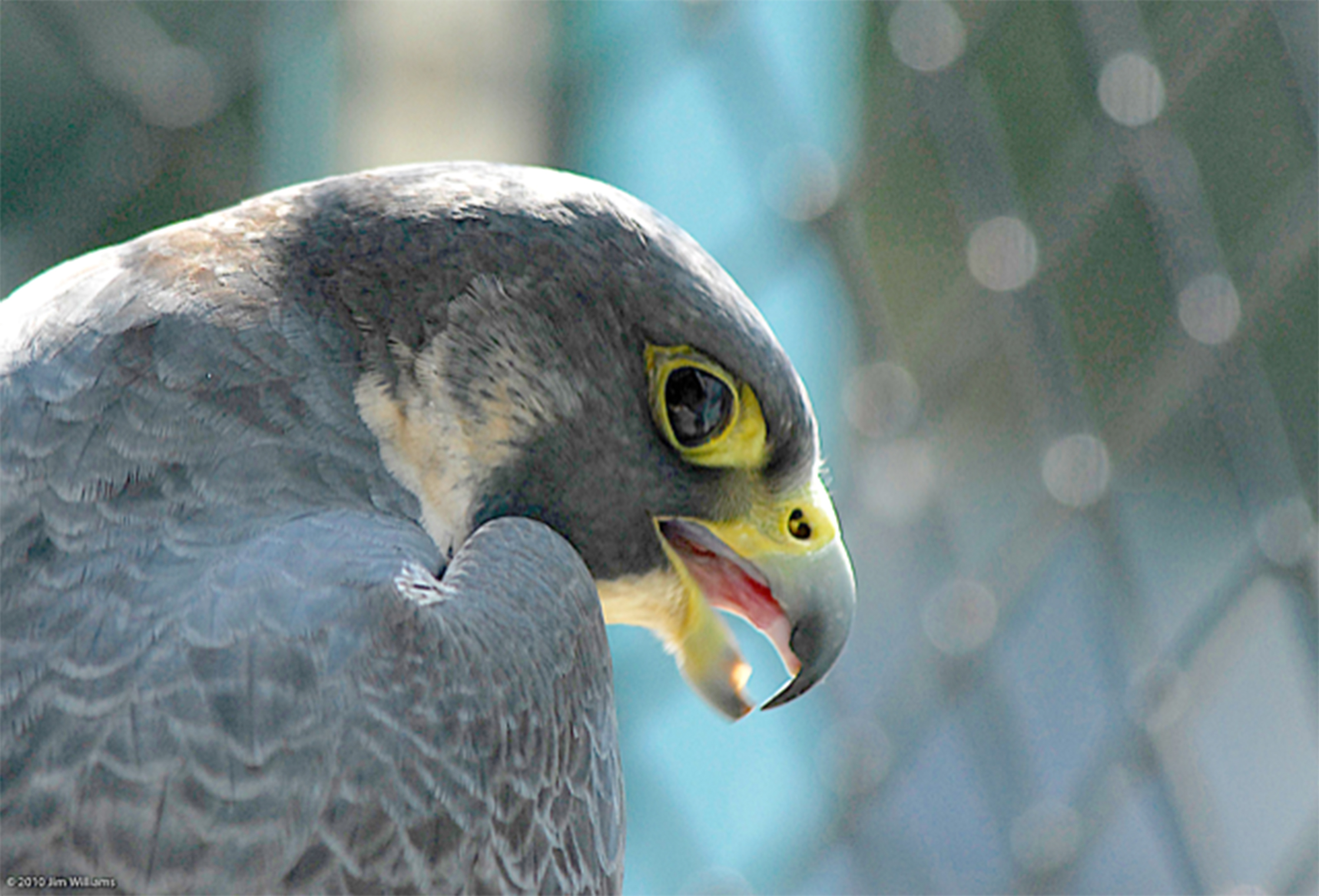Chew on this: Birds have an inactive gene for teeth