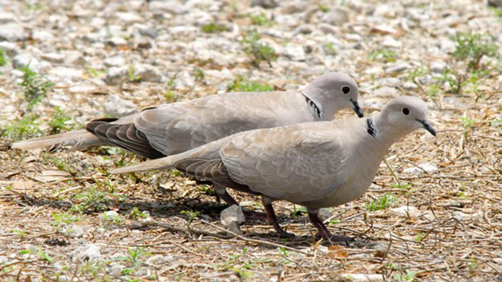 Eurasian collared doves are the new birds in town