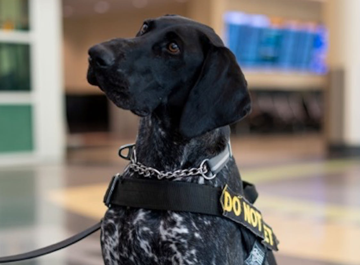 Zita, MSP's favorite pooch, fails to advance in TSA's Cutest Canine contest
