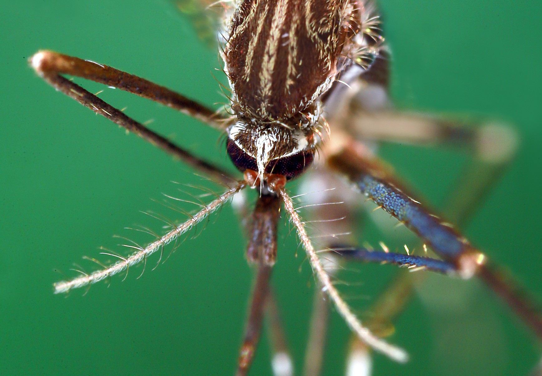 5 nasty Minnesota bugs to watch out for this summer