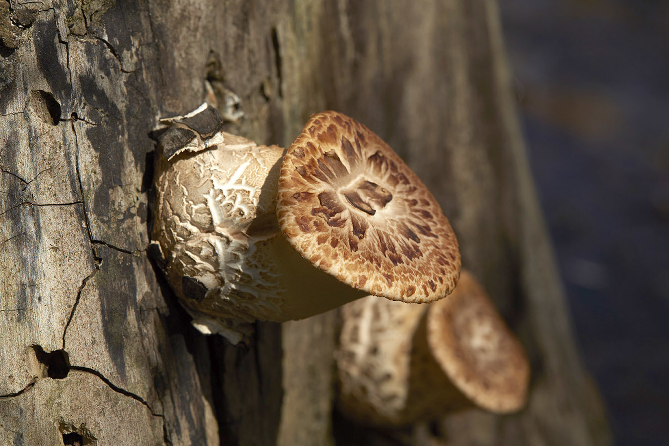 Morels and more: Tips on hunting for Minnesota's 'untamed' mushrooms