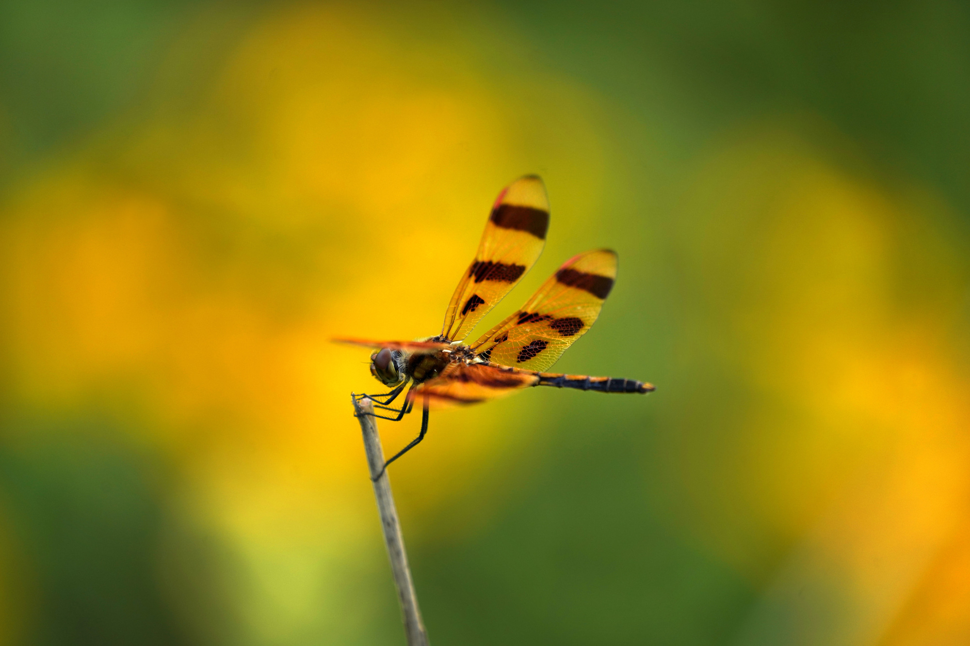 Some Minnesota dragonflies are peaking