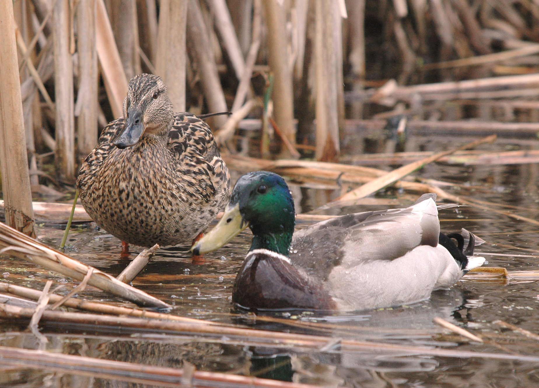 How the mallard got its name