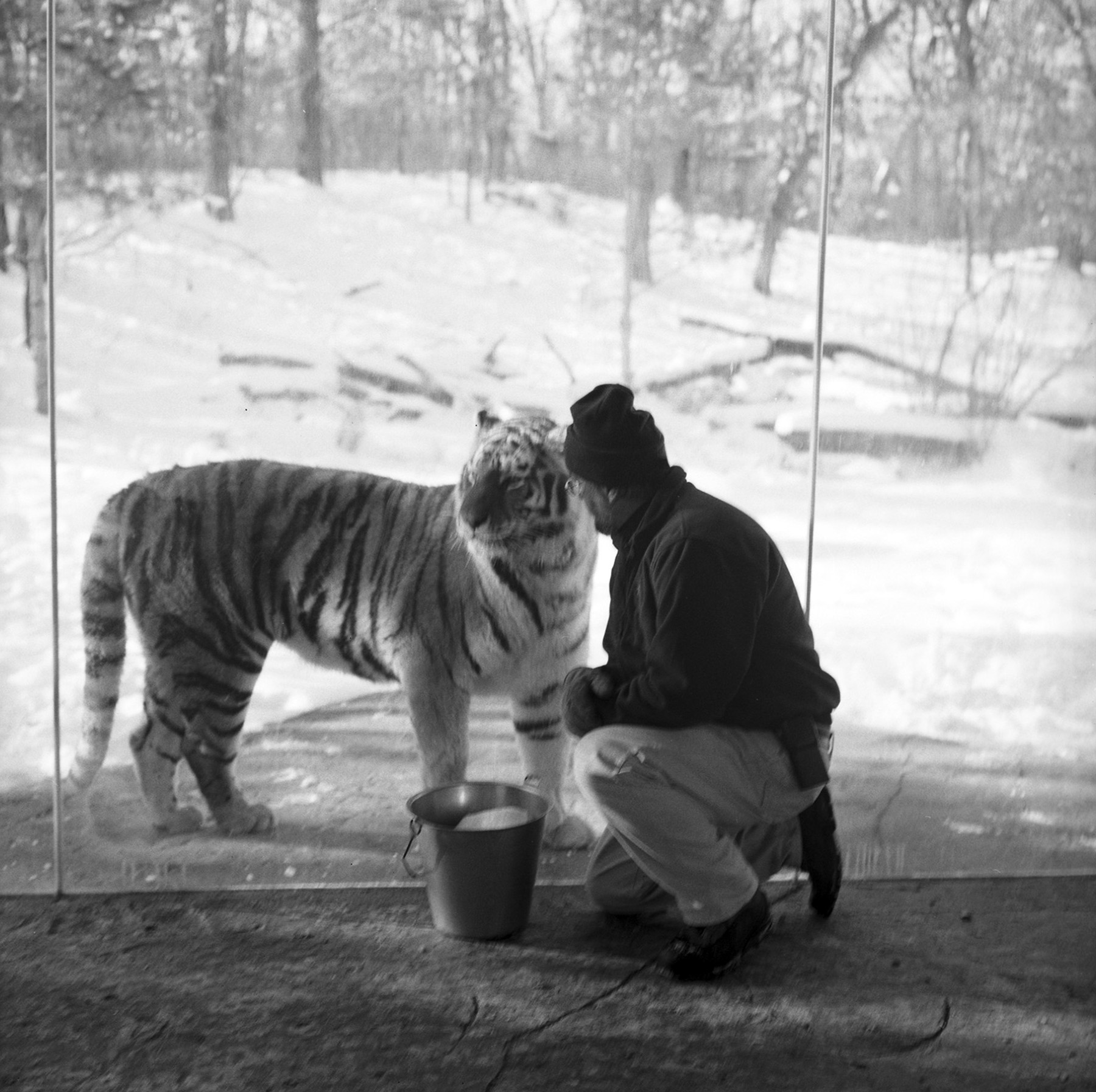 Jerry Holzer works with tigers