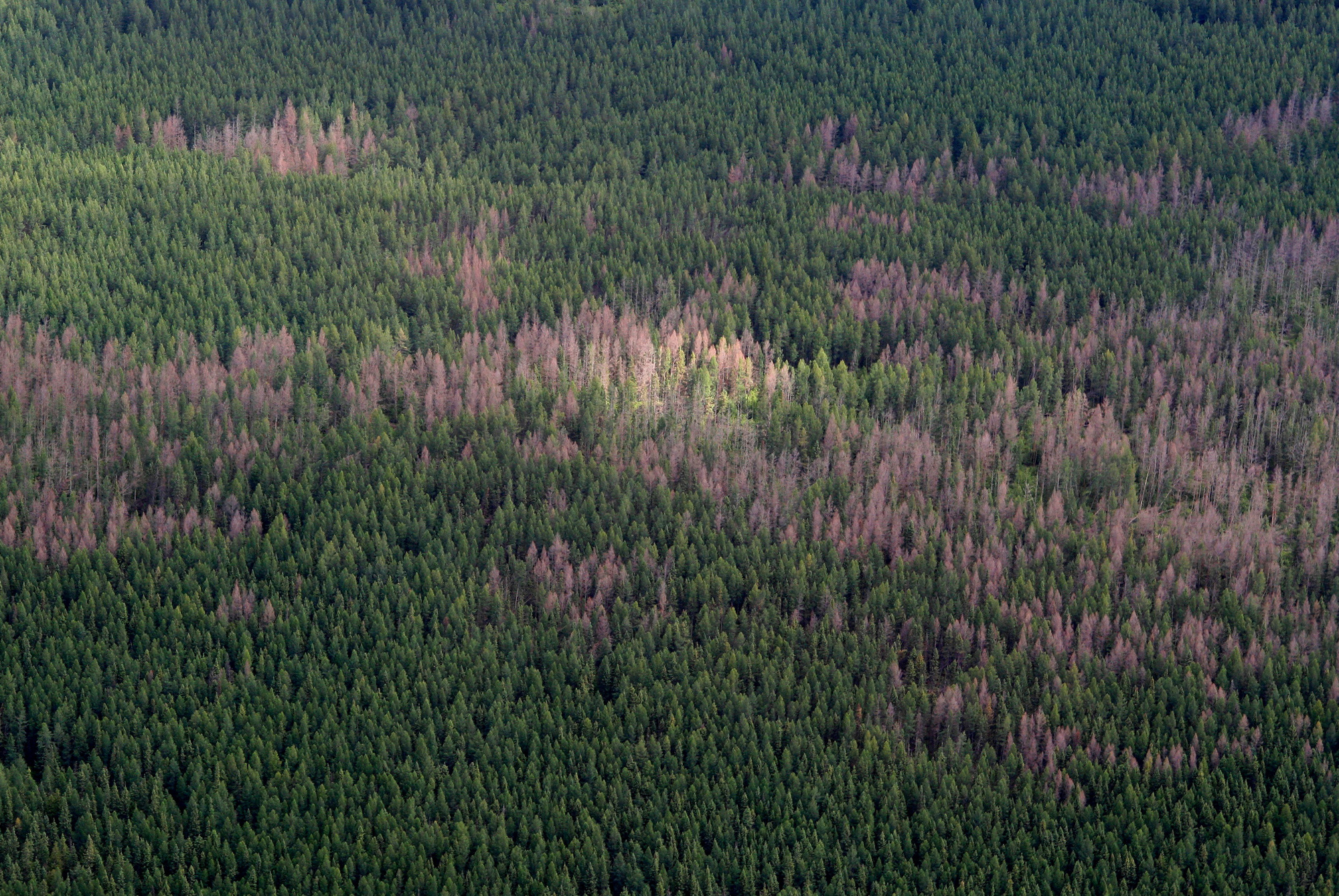 New uses for dead ash, fir and tamarack trees could help restore ...