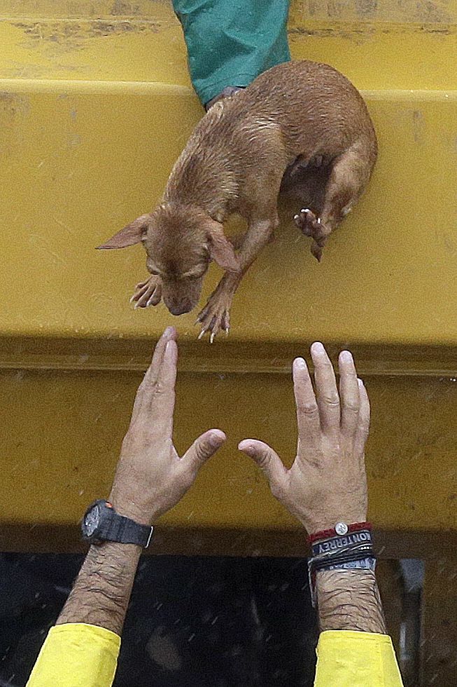 Minnesota Humane Society staff travels to Houston to bring back pets ...