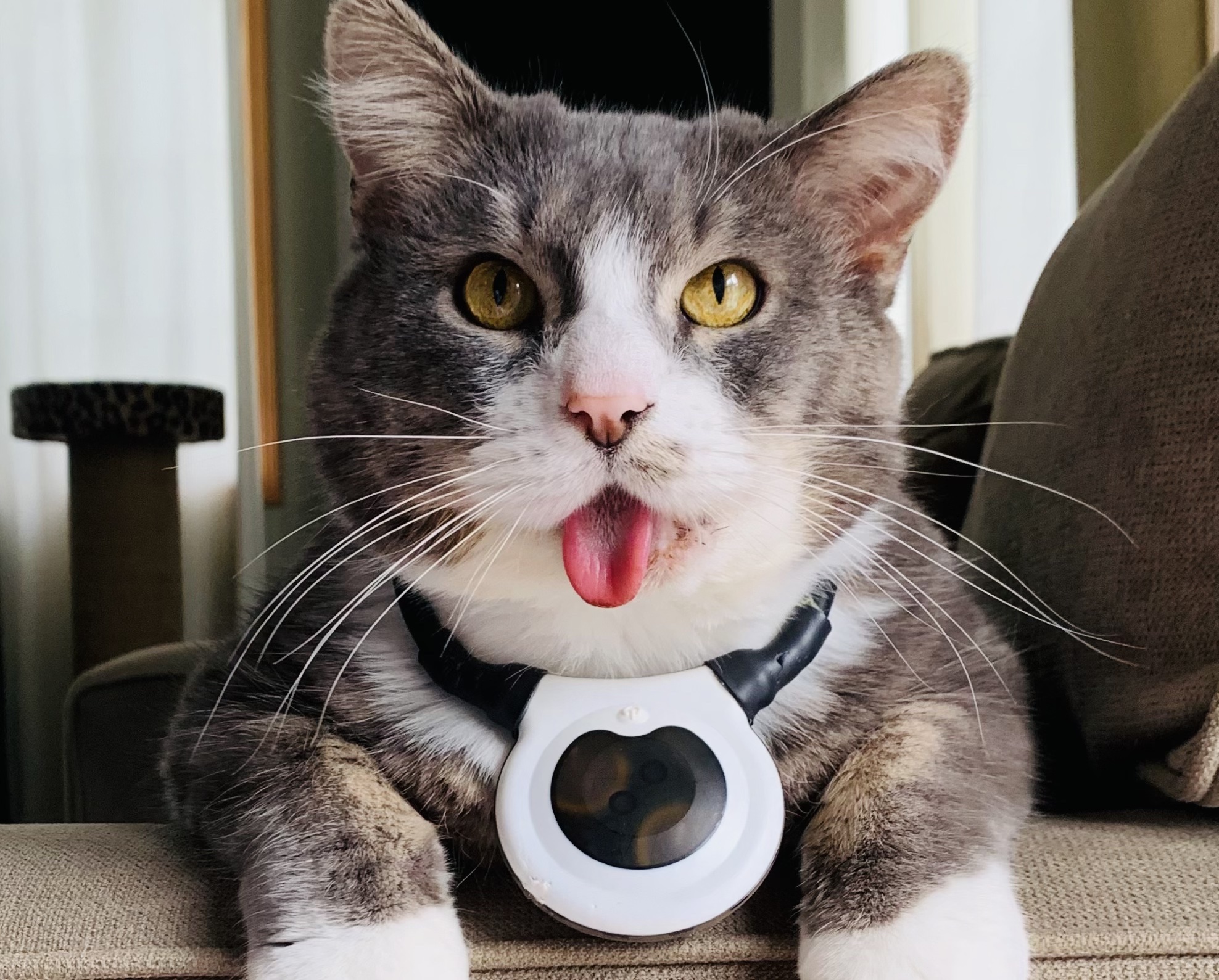 The story of Hercules the cat: Rescued in 2022, Target model in 2024