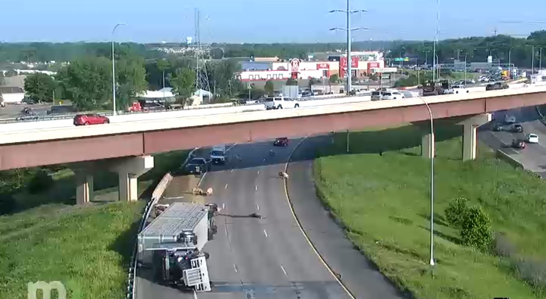 Hogs on highway revealed hidden horrors