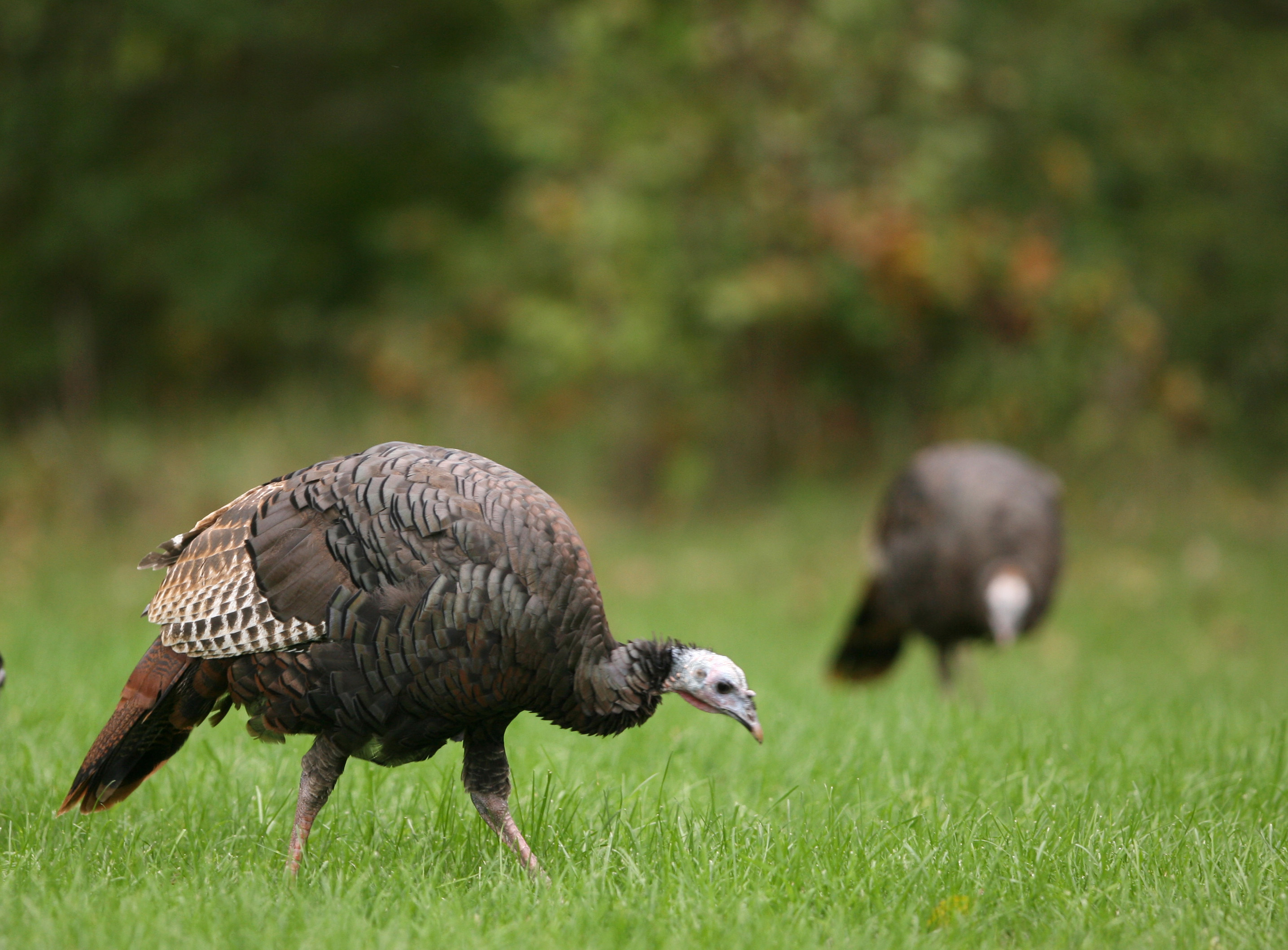 Minnesota's wild turkeys: A wildlife success story