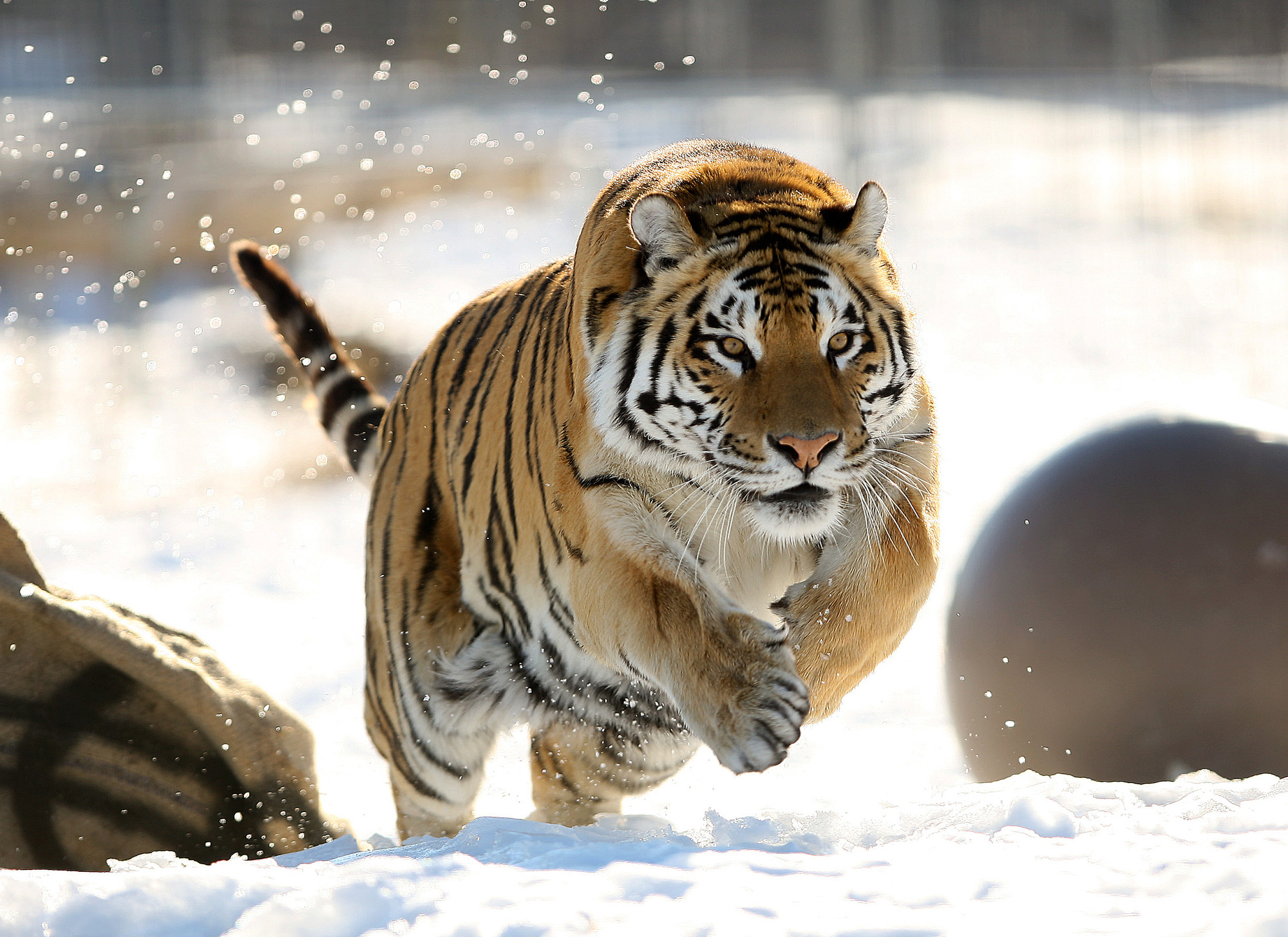 Minnesota has its own Tiger Kings, and I met them