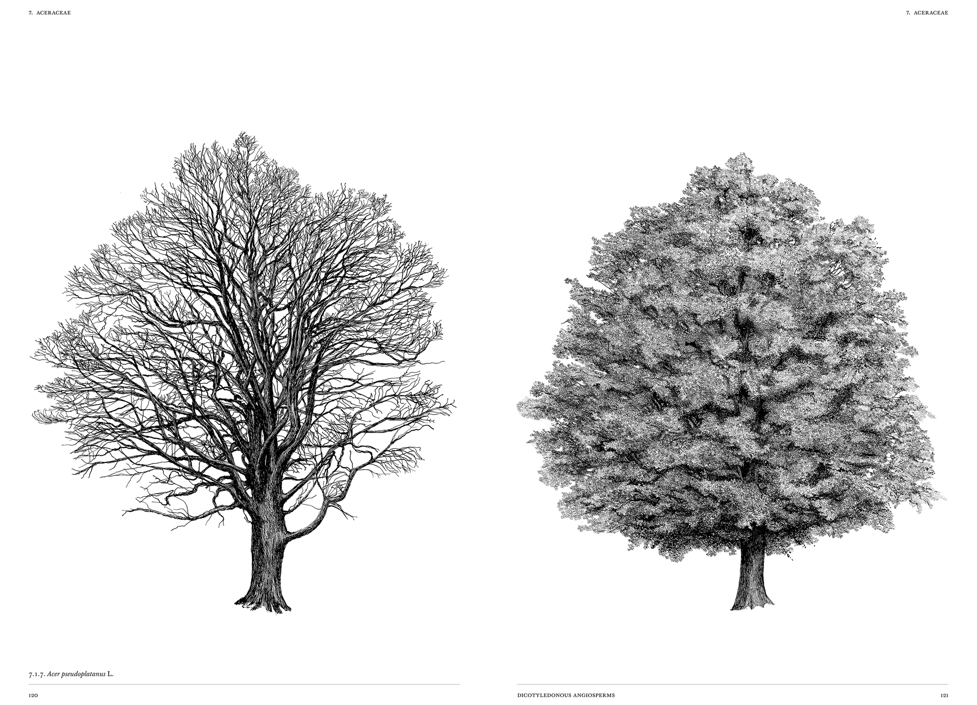 New book is tree tome like few others — part science, part art marvel