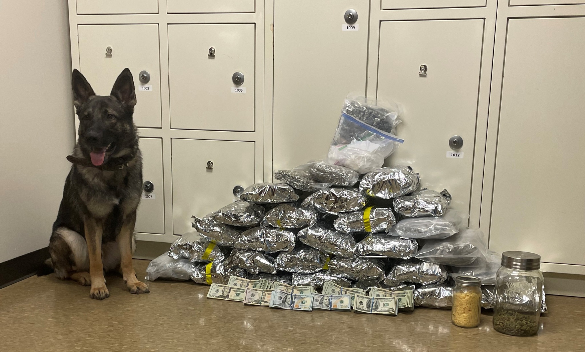 Rookie police dog in Renville County makes big drug strike on first day ...