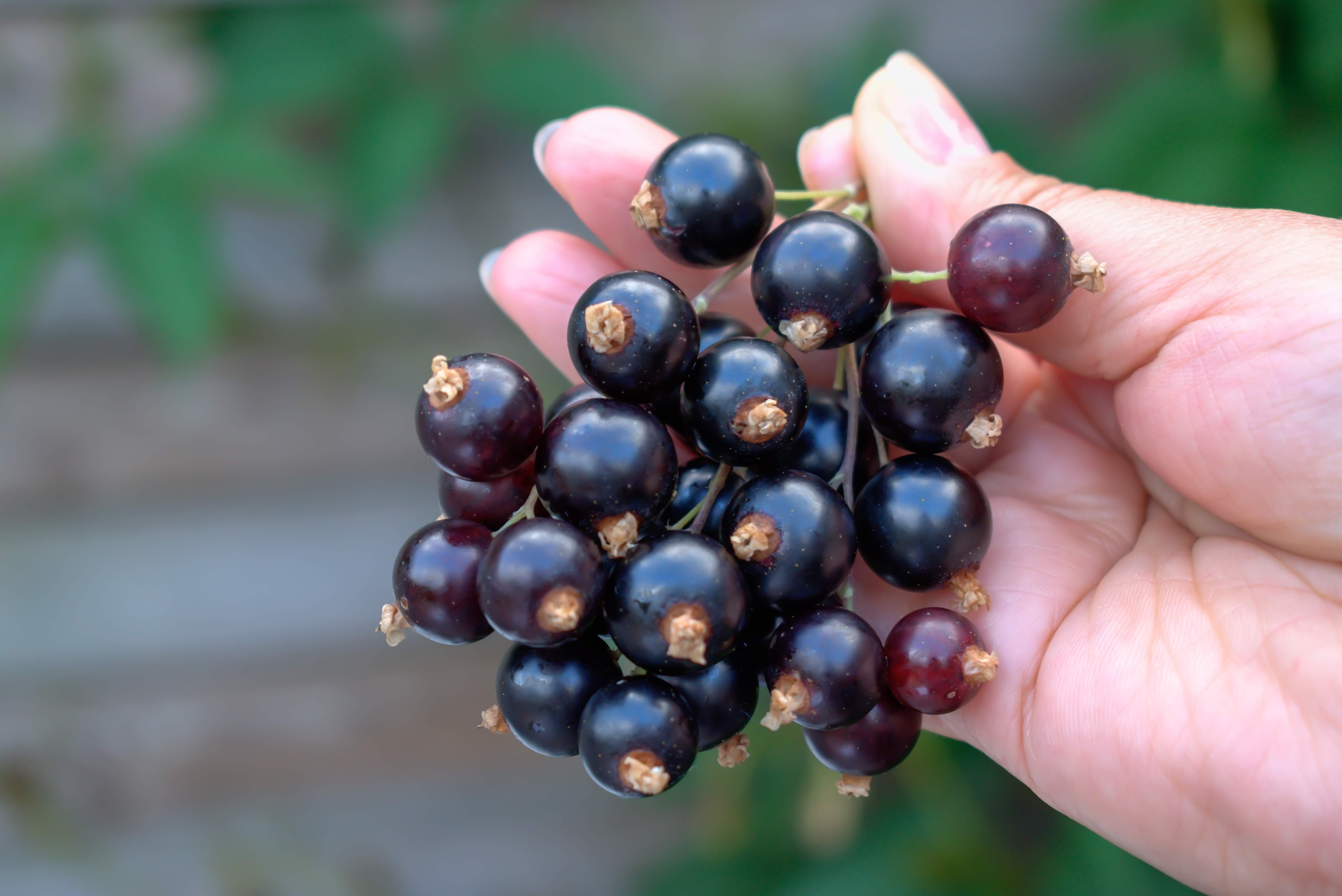 Black Currant Banned In Us Tere Fruit Black Currant Banned In Us Tere Fruit