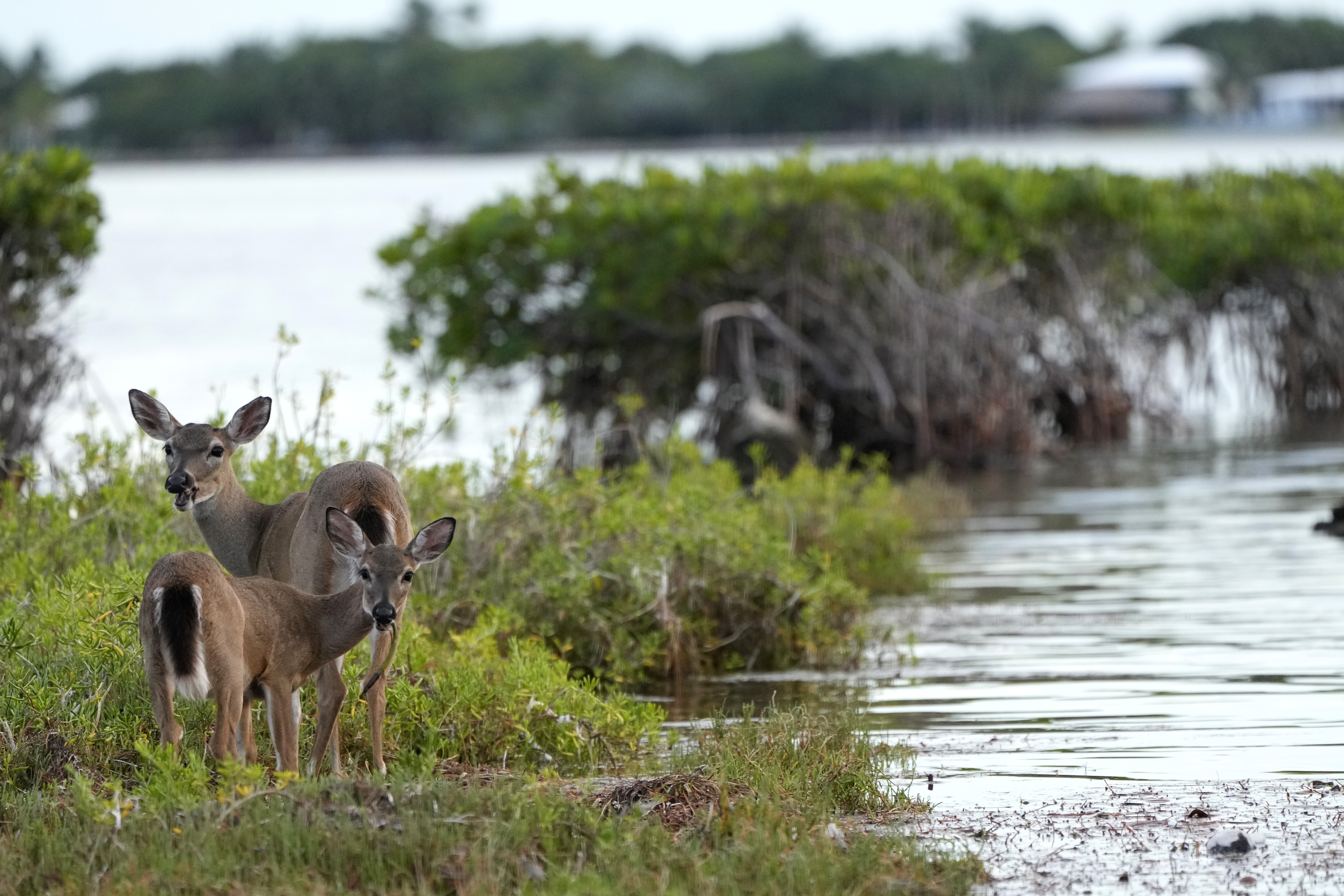Key Deer Florida Keys
