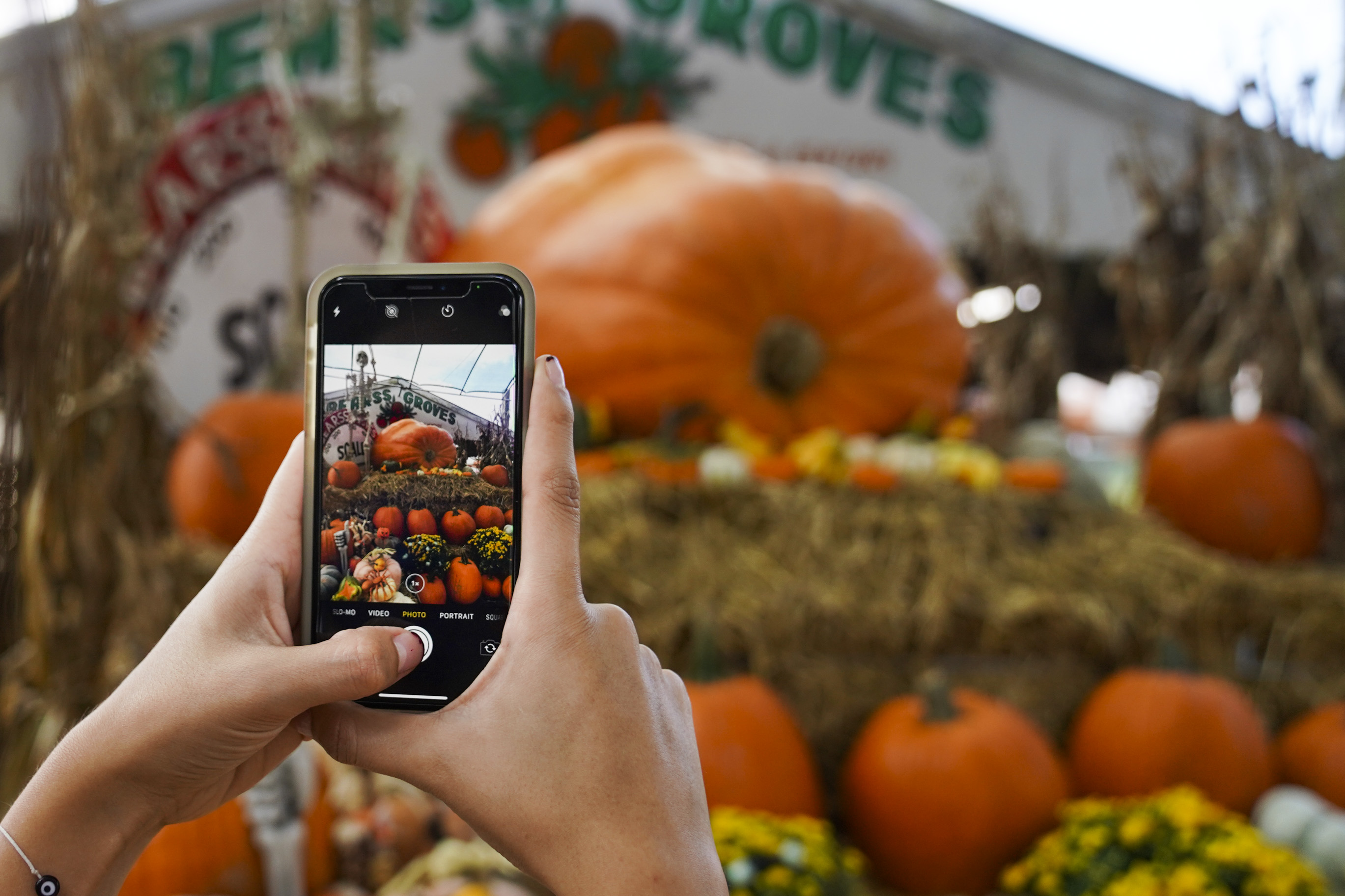 Calabaza Creciendo En Florida 🎃 ¡Llegó La Temporada De Calabazas