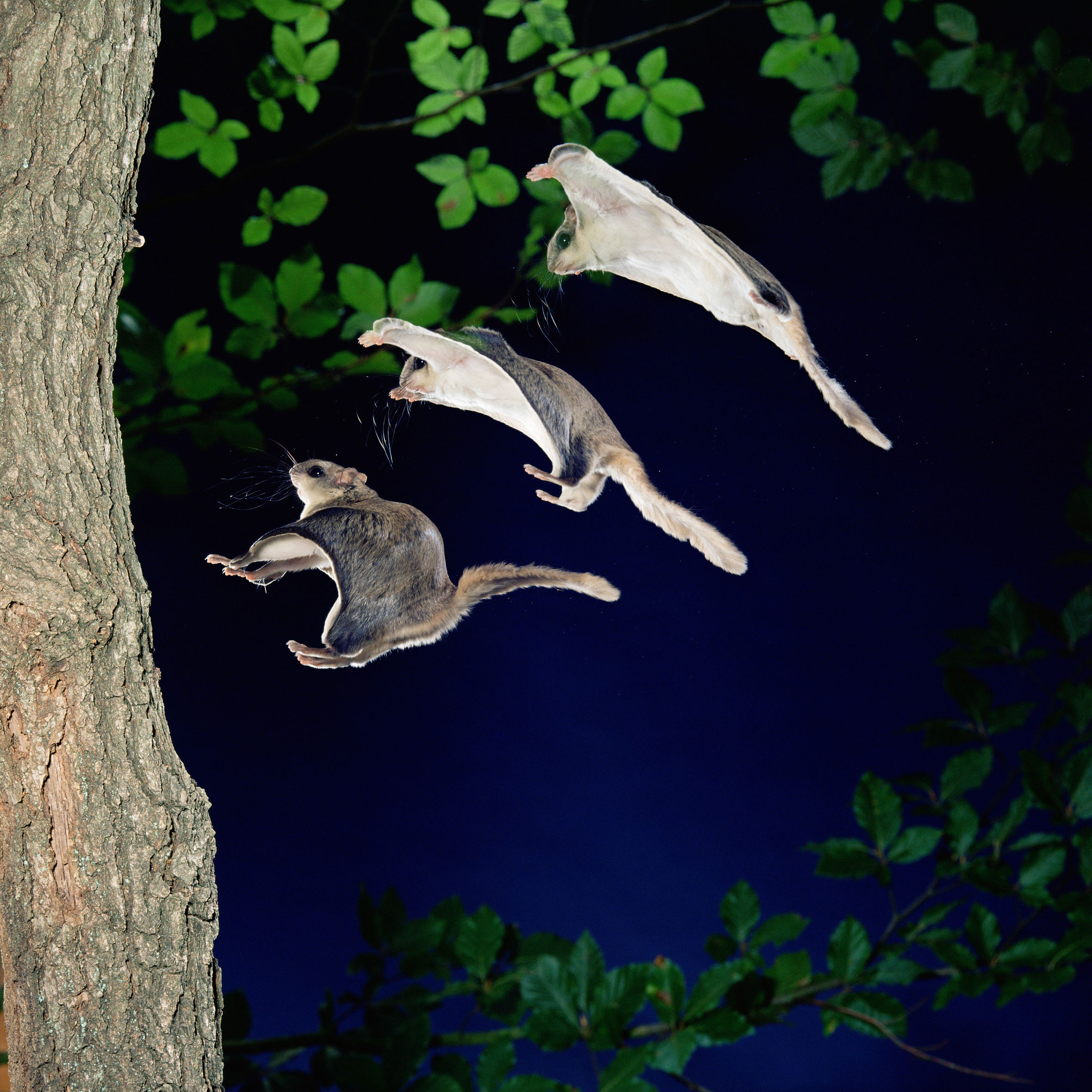 Flying Squirrel Flying