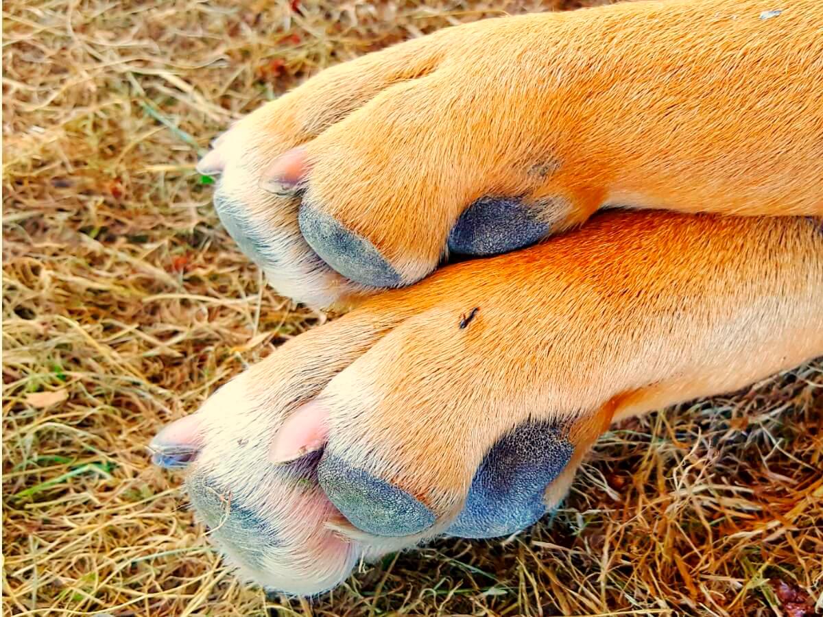 Picadura De Abeja Pata De Perro A MI PERRO LE HA PICADO UNA ABEJA
