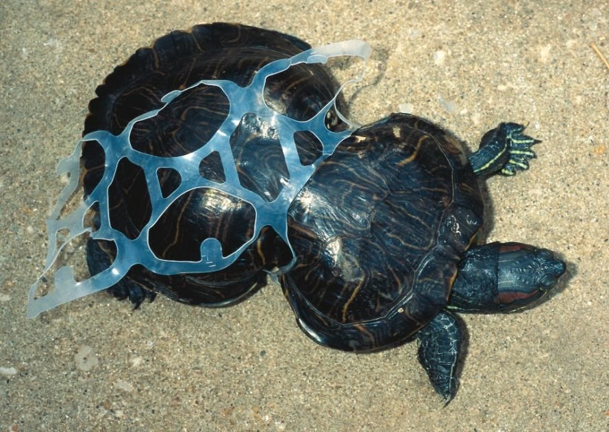 Why Cutting Plastic Rings Is So Important: A Small Action with a Big ...